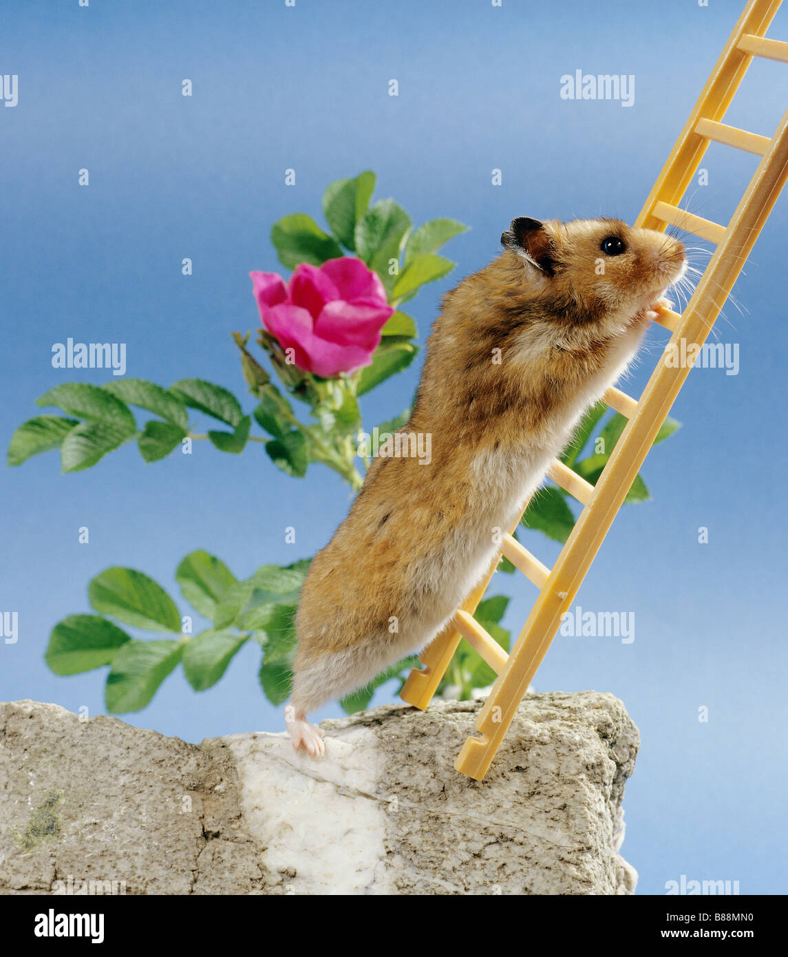 golden hamster on ladder Stock Photo - Alamy