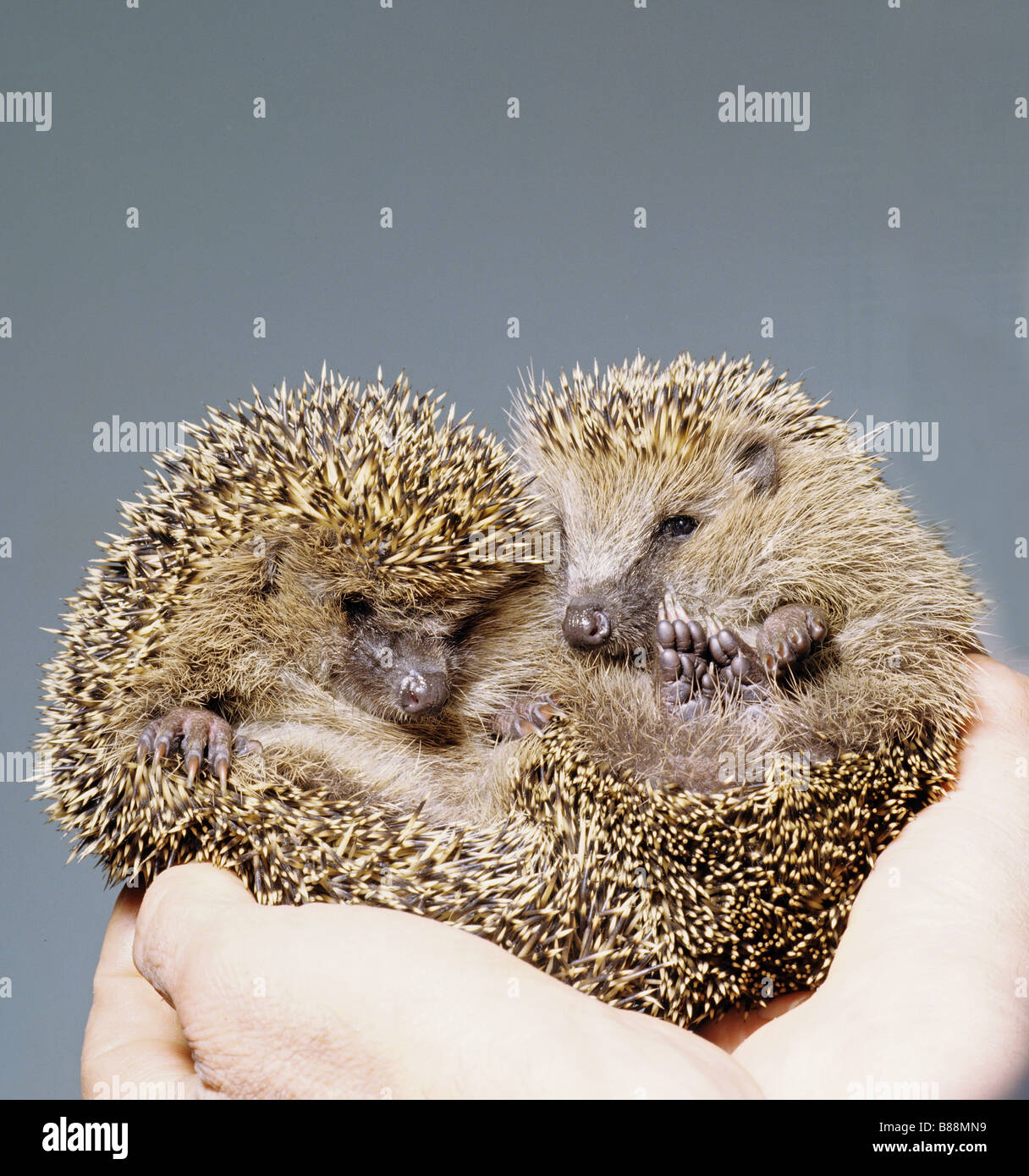 Two hedgehogs hand hi-res stock photography and images - Alamy