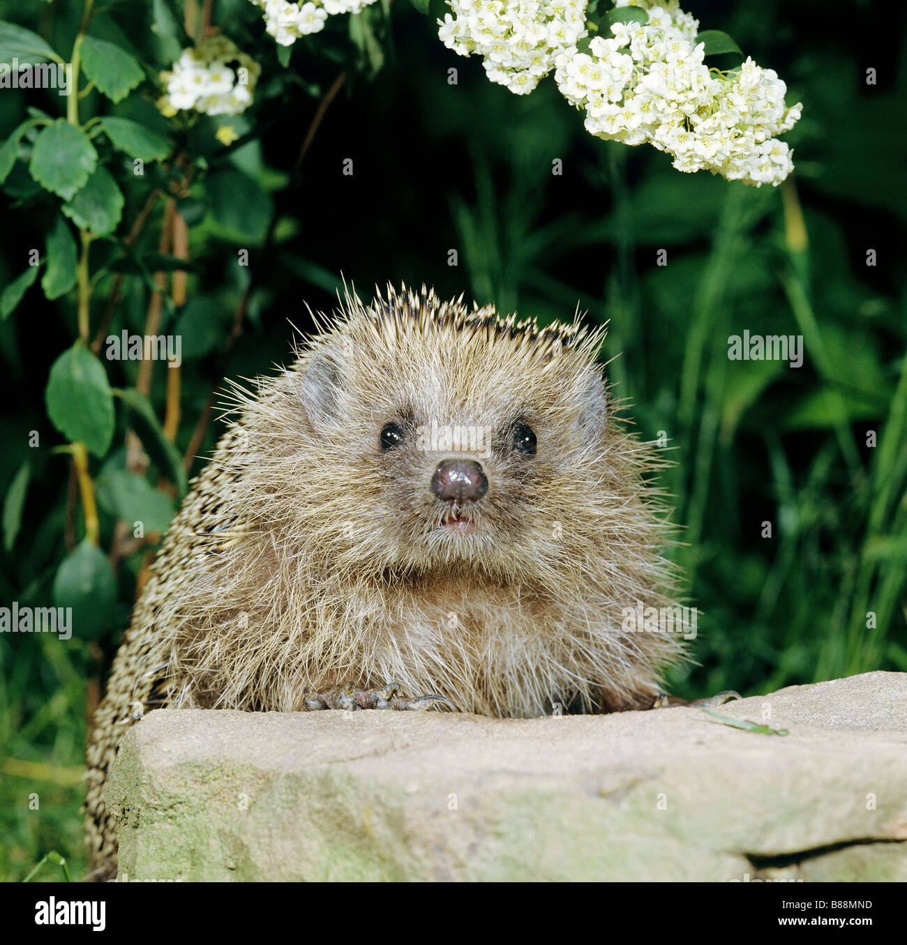 European Hedgehog (Erinaceus europaeus) on a rock Stock Photo - Alamy