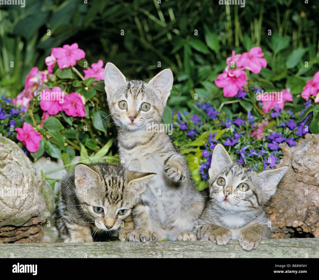 Three cute kittens flowers hi-res stock photography and images - Alamy