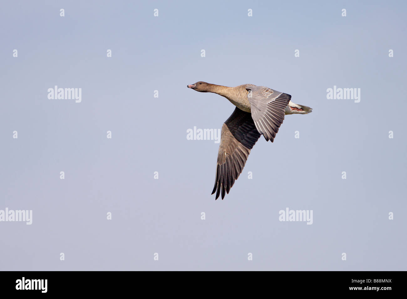 PINK FOOTED GOOSE Anser brachyrhynchus in flight Lancashire UK October ...