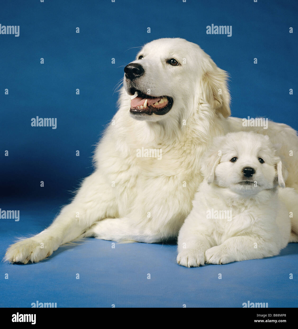 Kuvasz with puppy Stock Photo - Alamy