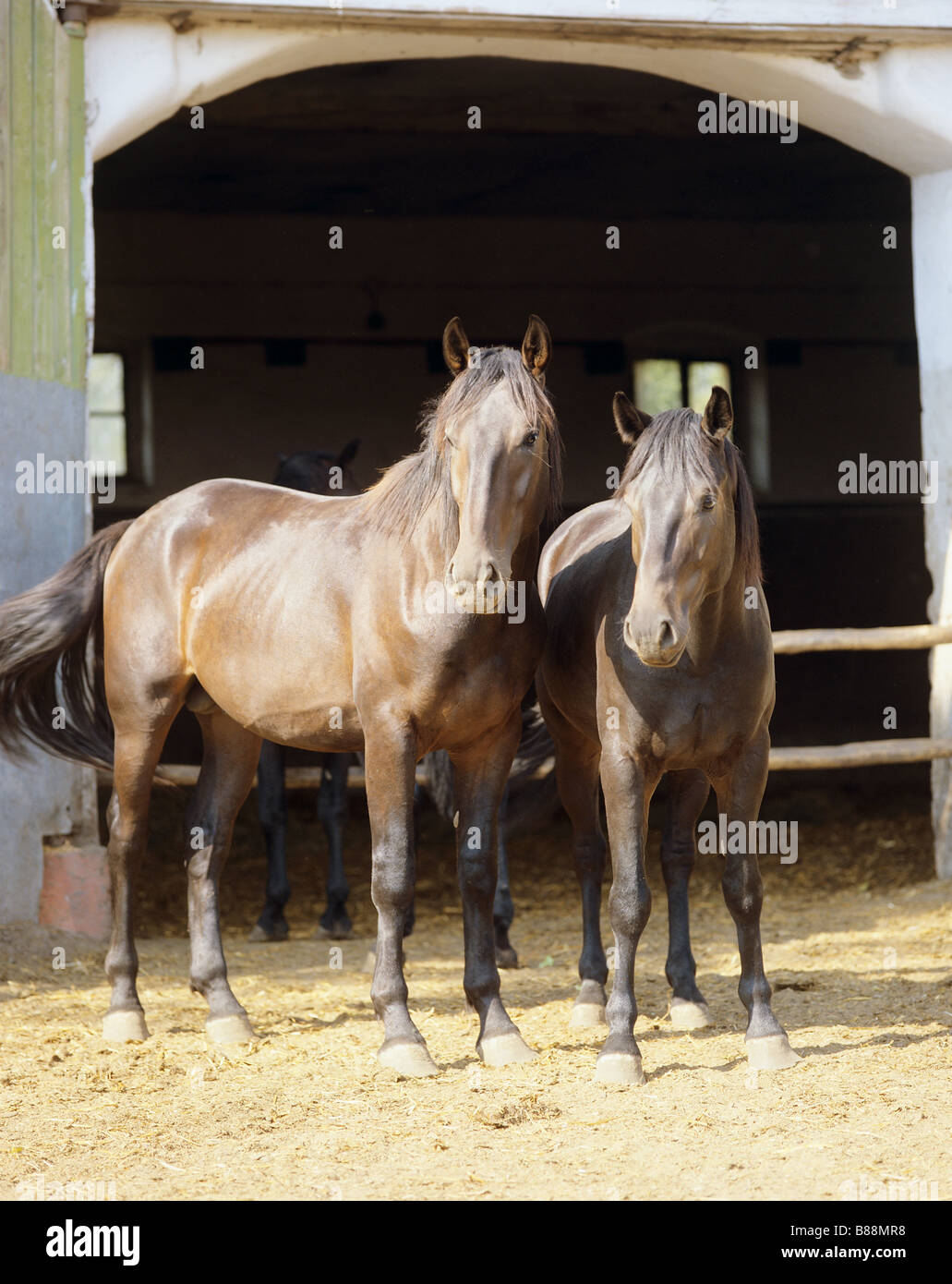 Hungarian horse riding hi-res stock photography and images - Alamy