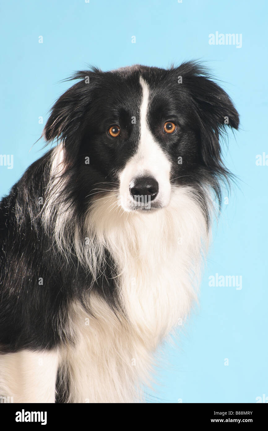 Border Collie dog - portrait - cut out Stock Photo - Alamy