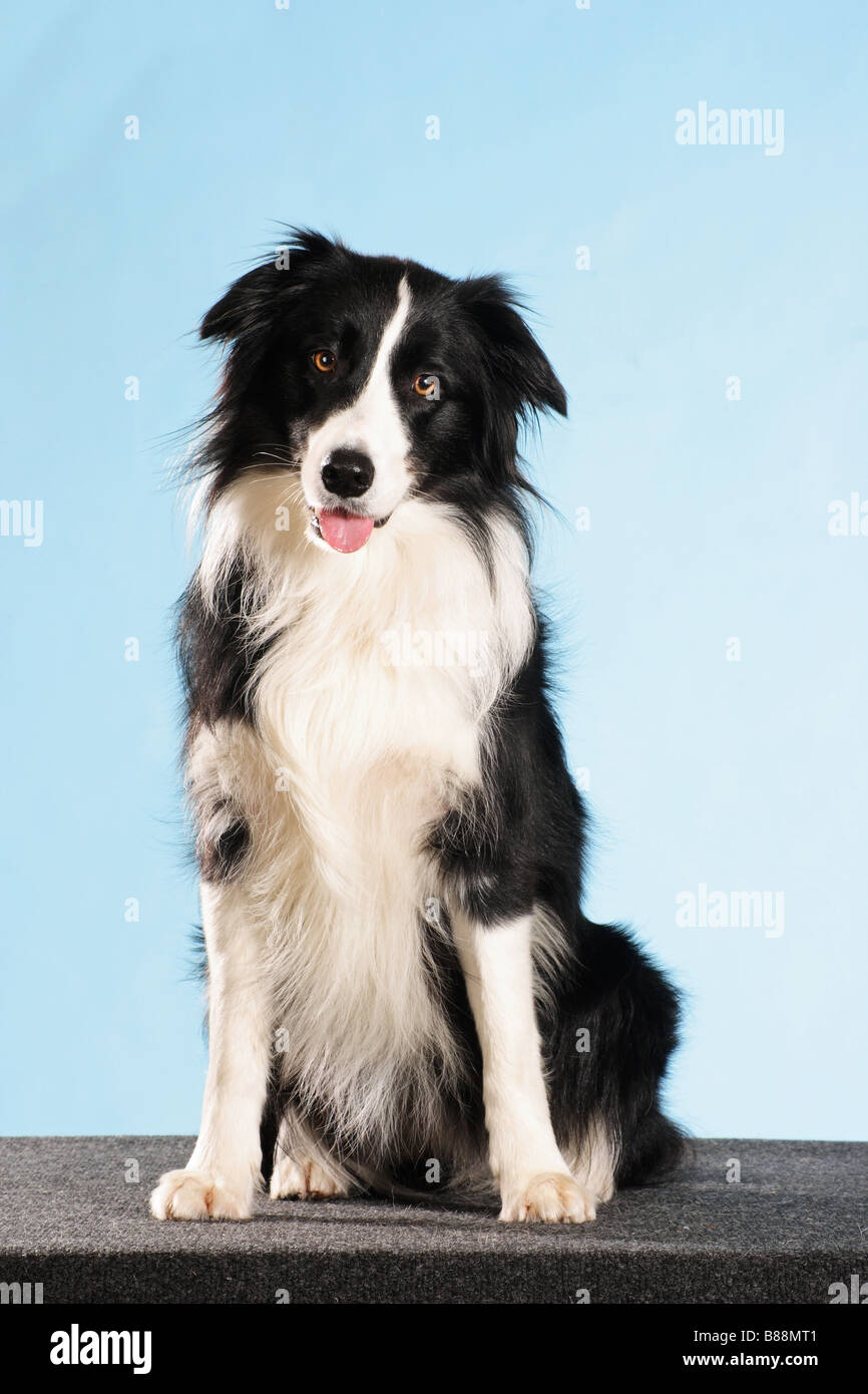 Border Collie dog - sitting - cut out Stock Photo - Alamy