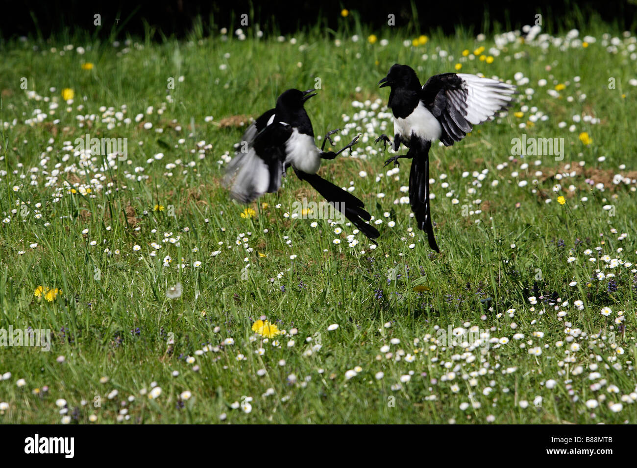 European Magpie, Common Magpie (Pica pica), two individuals fighting ...