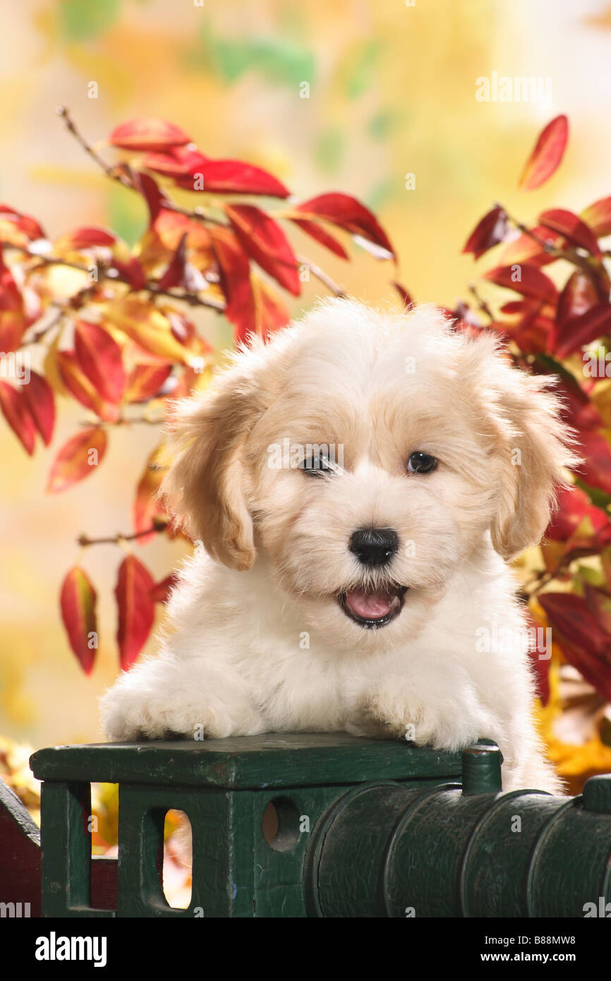 Havanese dog paw hi-res stock photography and images - Alamy