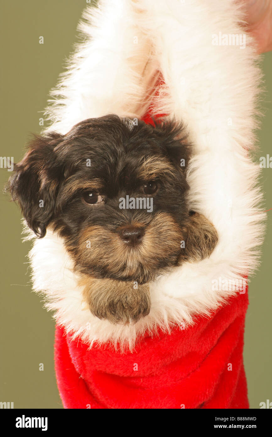 Havanese dog - puppy in Santa Claus cap Stock Photo - Alamy