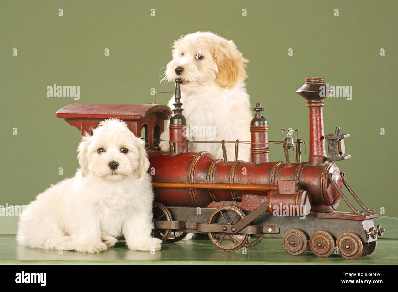 Animal locomotive hi-res stock photography and images - Alamy