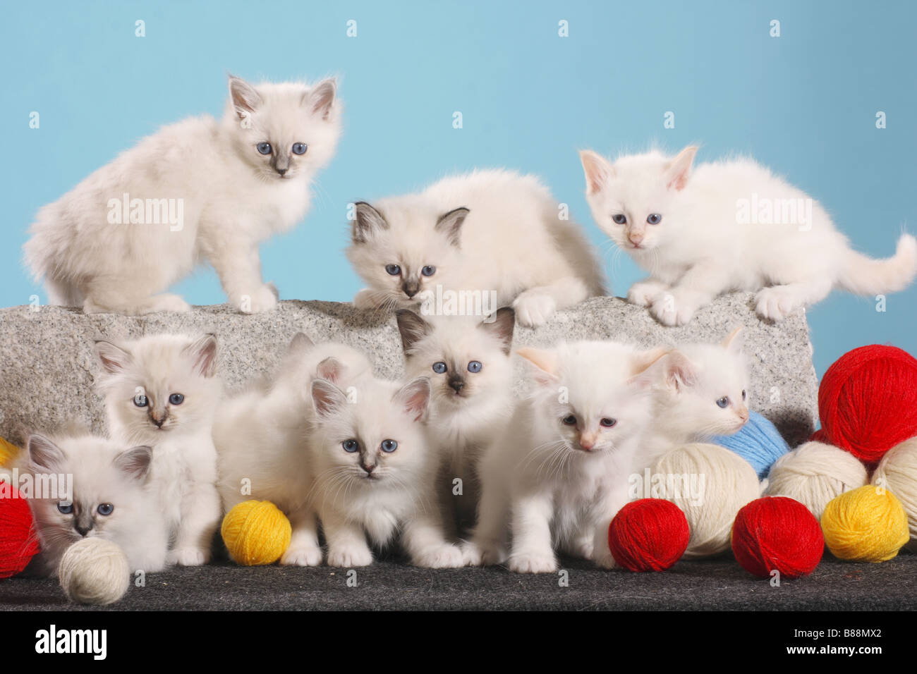 Sacred cat of Burma - ten kittens in between wool Stock Photo - Alamy