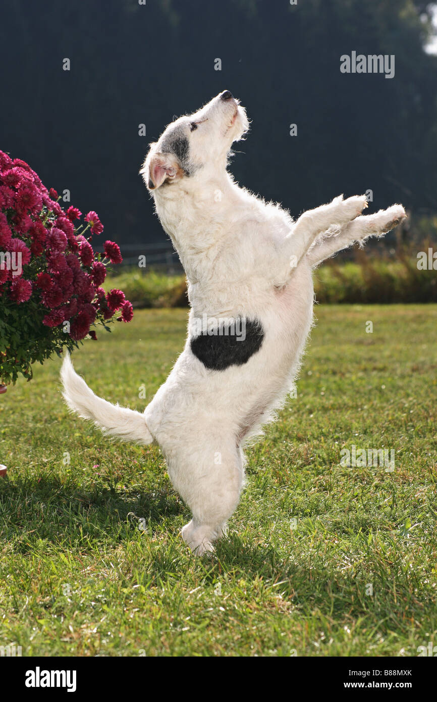 Jack Russell Terrier - begging Stock Photo - Alamy
