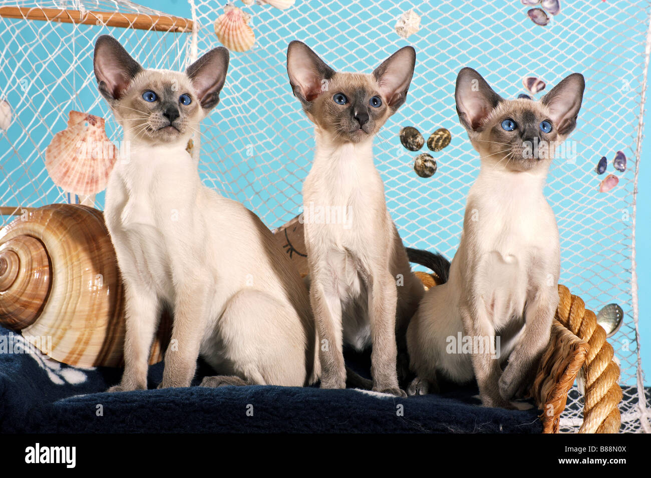 three Siamese cats - sitting on sofa Stock Photo - Alamy