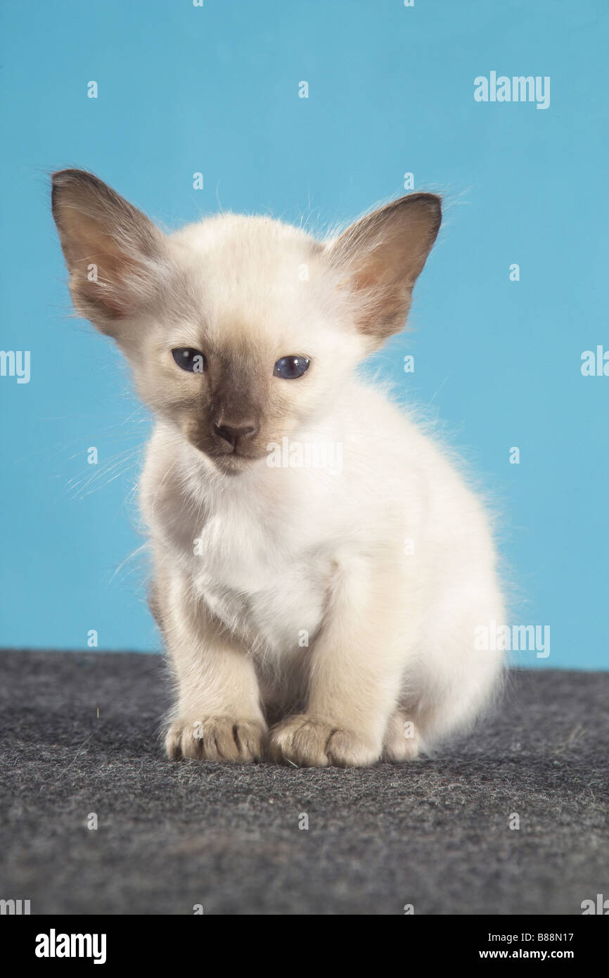 Siamese cat - kitten sitting - cut out Stock Photo - Alamy