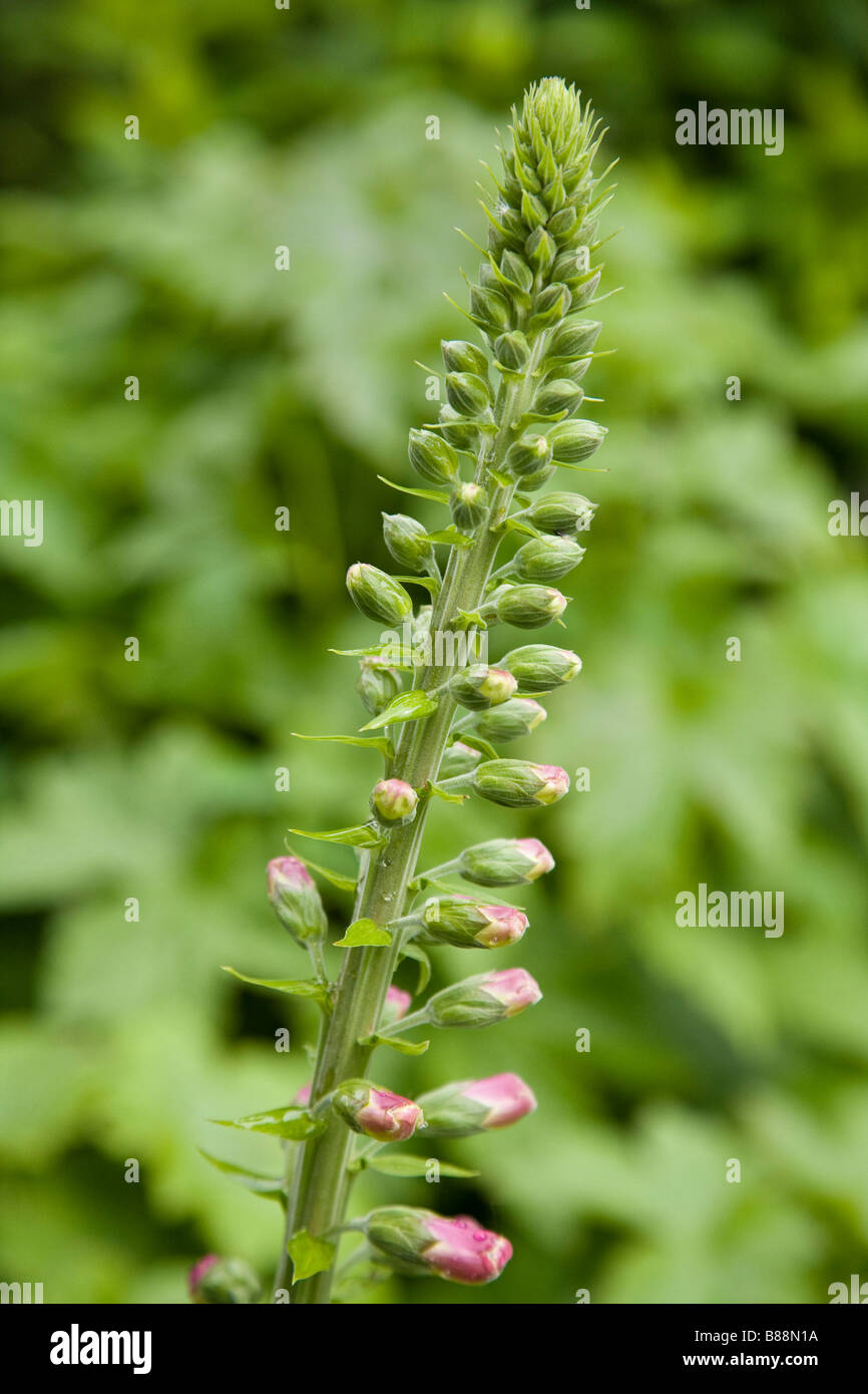 Close-up of a foxglove (Digitalis purpurea) flower spike in a ...