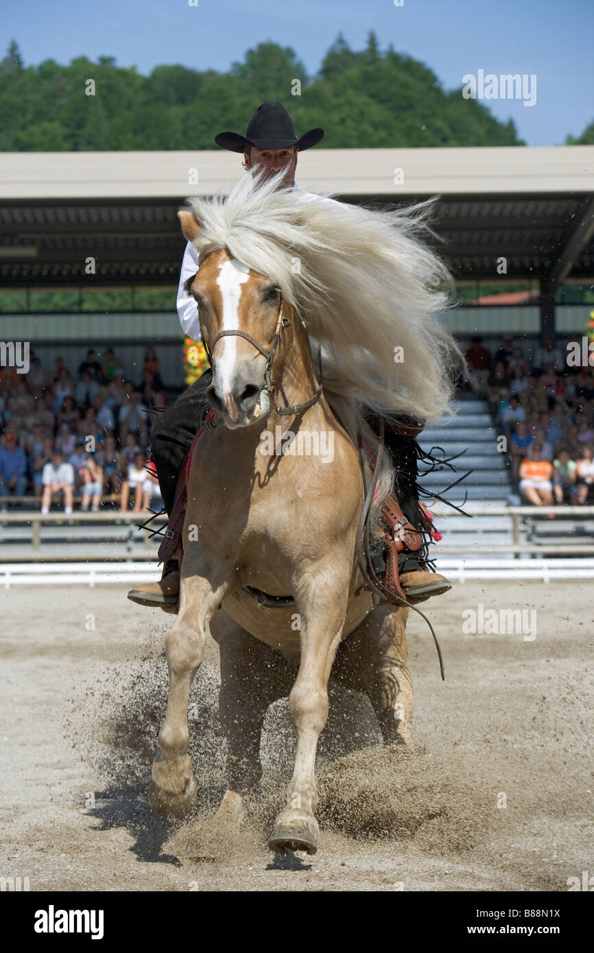 Haflinger horse - western-style riding Stock Photo - Alamy