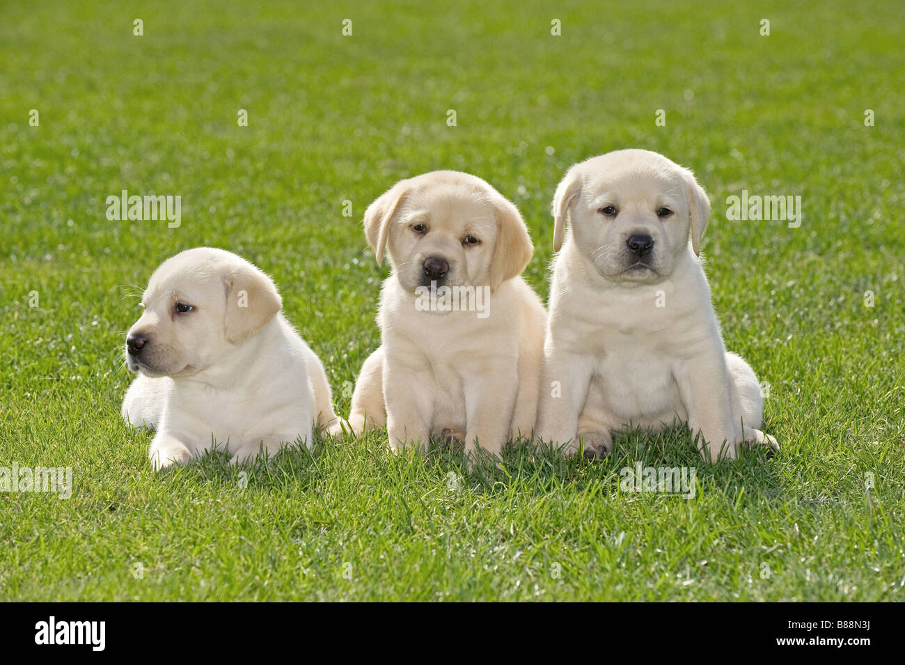 Labrador Retriever dog - three puppies on meadow Stock Photo - Alamy