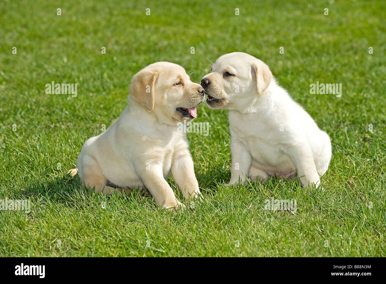Blonde labrador retriever puppies hi-res stock photography and images ...