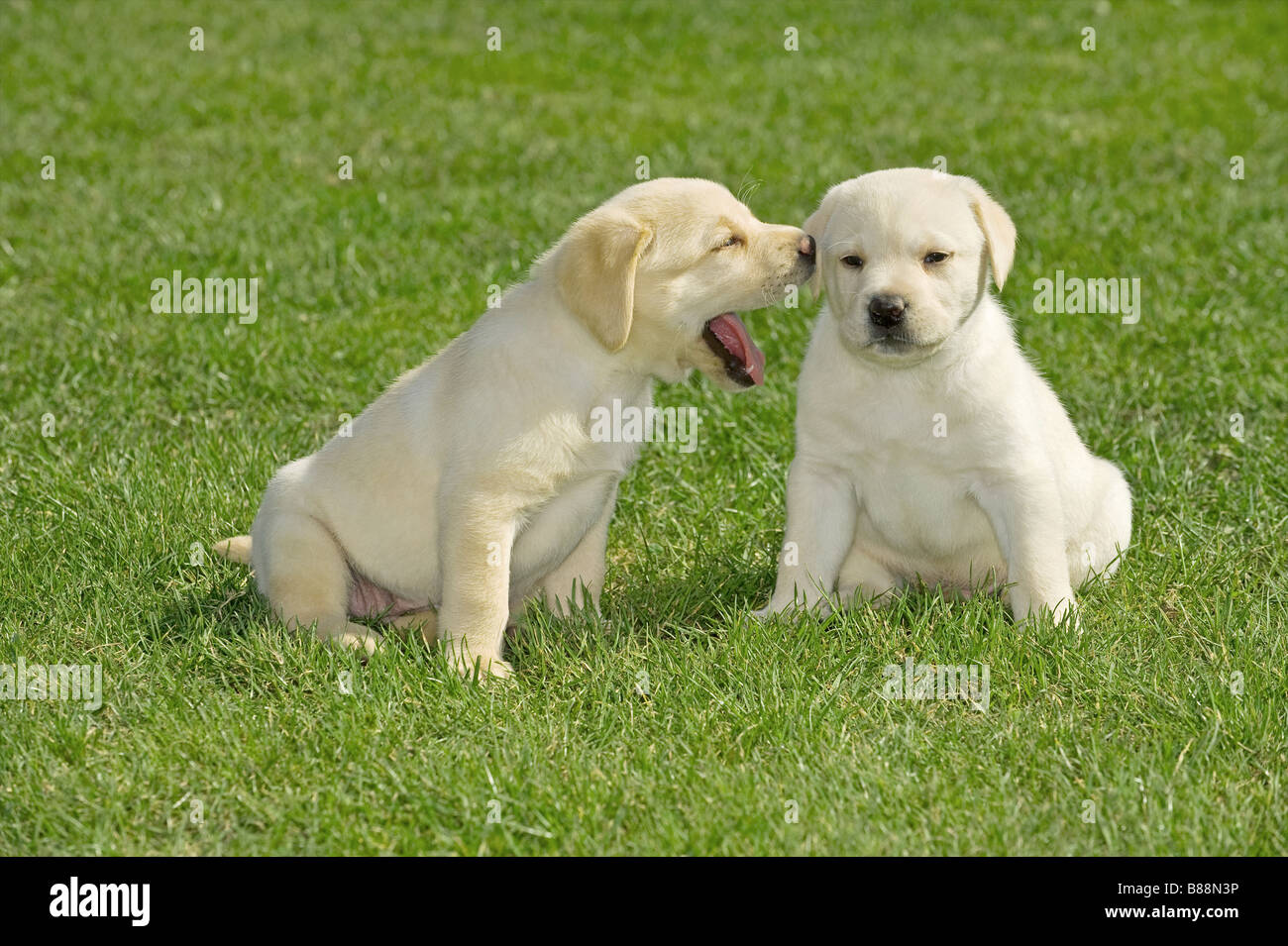 Blonde labrador retriever puppies hi-res stock photography and images ...