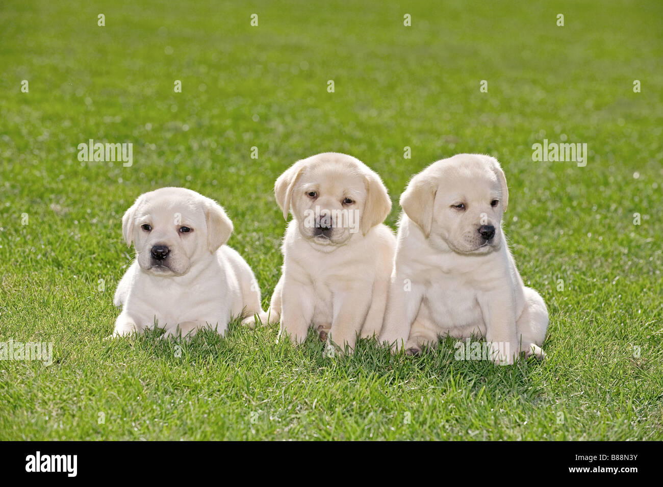 Labrador Retriever dog - three puppies on meadow Stock Photo - Alamy