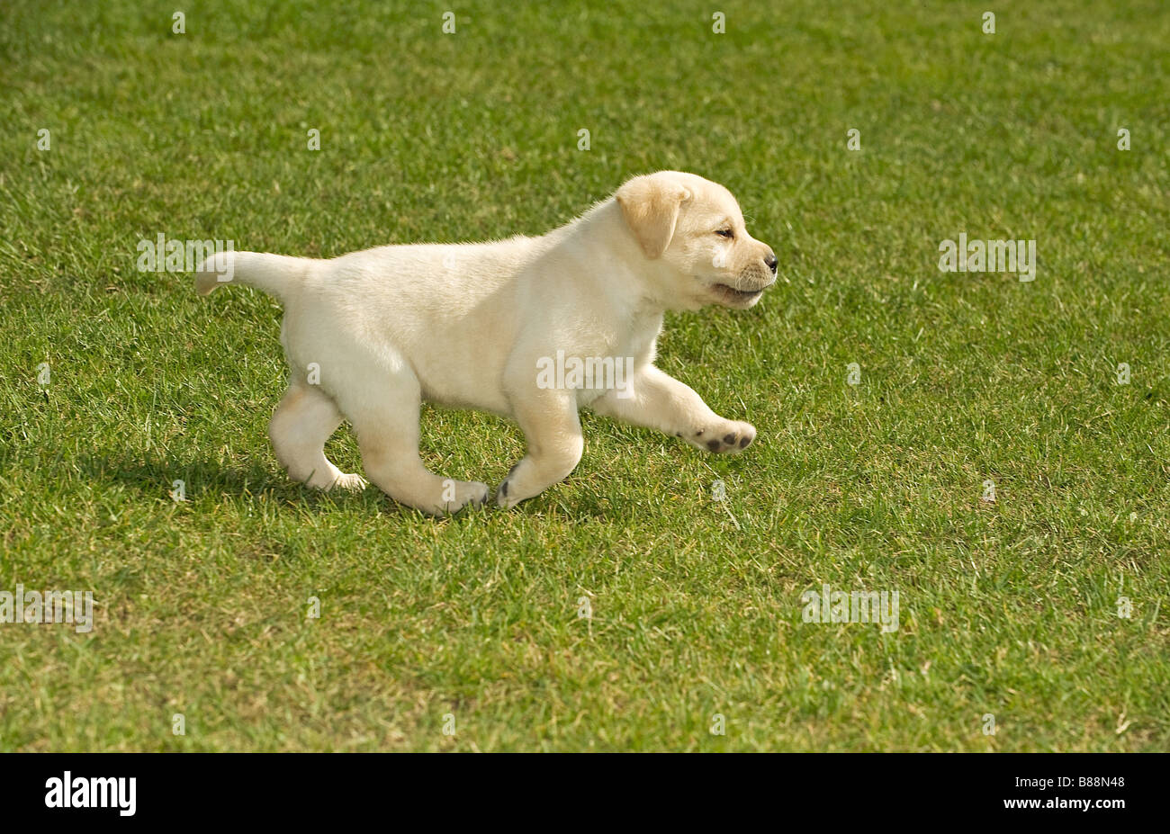 Labrador Retriever dog - puppy running on meadow Stock Photo - Alamy