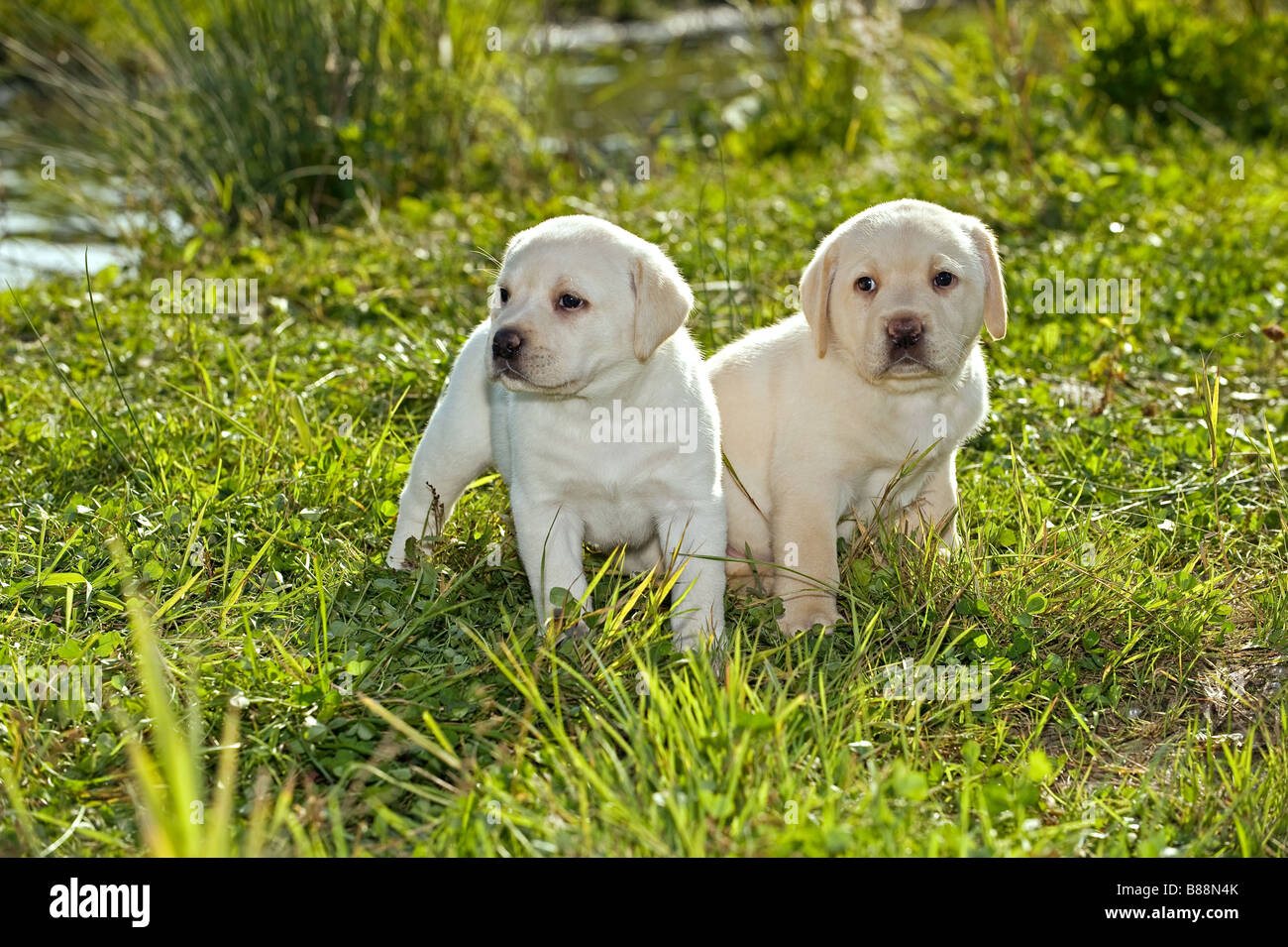 Labrador Retriever dog - two puppies on meadow Stock Photo - Alamy