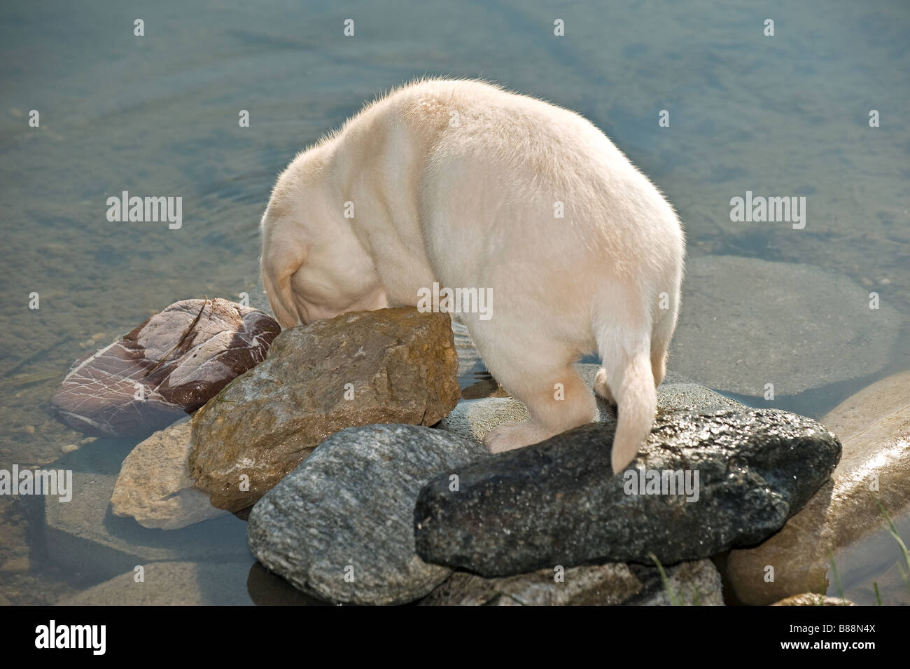 Labrador drinks water hi-res stock photography and images - Alamy