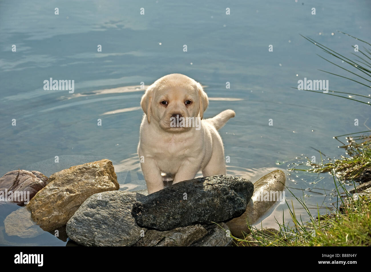 Labrador Retriever dog - puppy in water Stock Photo - Alamy