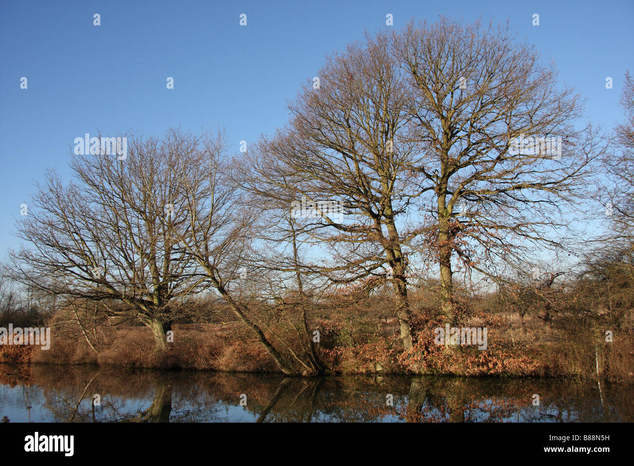 Riverside trees hi-res stock photography and images - Alamy
