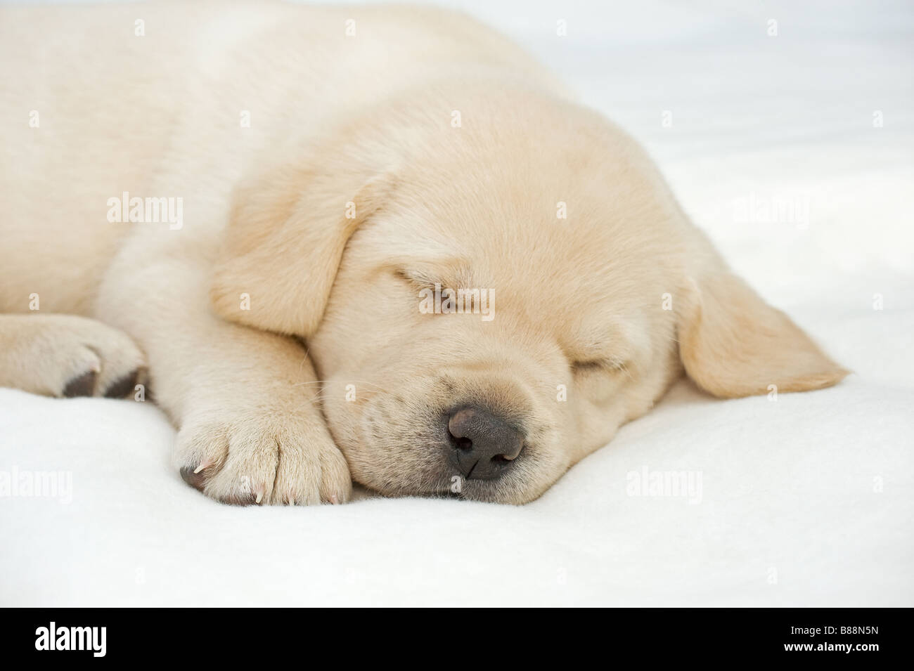 Labrador Retriever . Puppy sleeping Stock Photo - Alamy