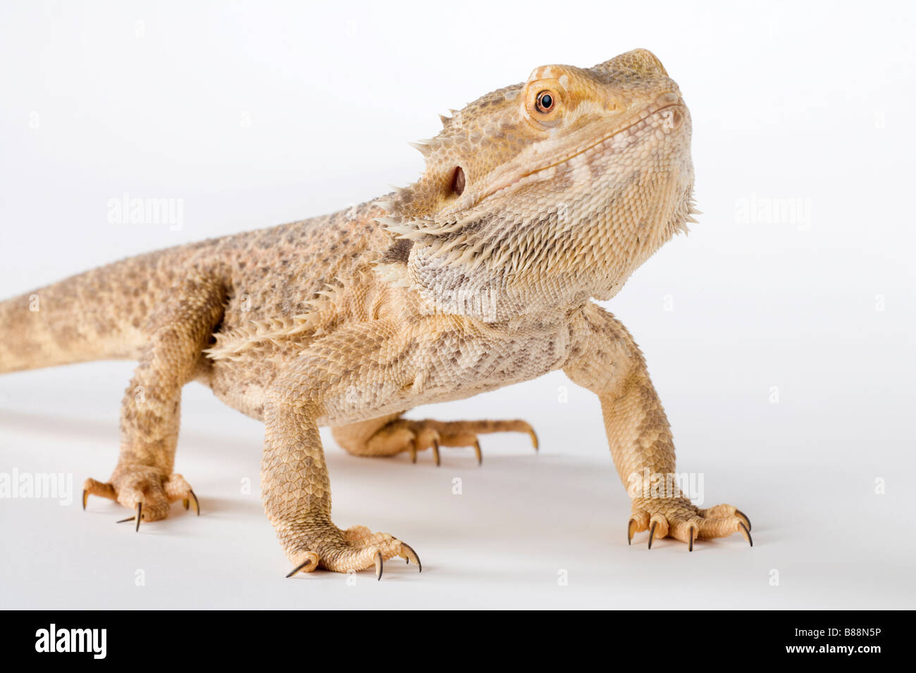 a bearded dragon Stock Photo - Alamy