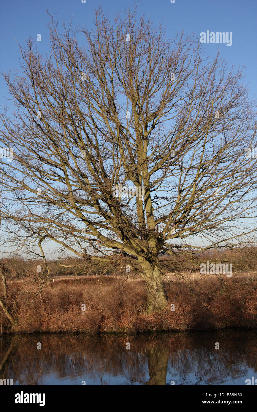 Riverside trees hi-res stock photography and images - Alamy