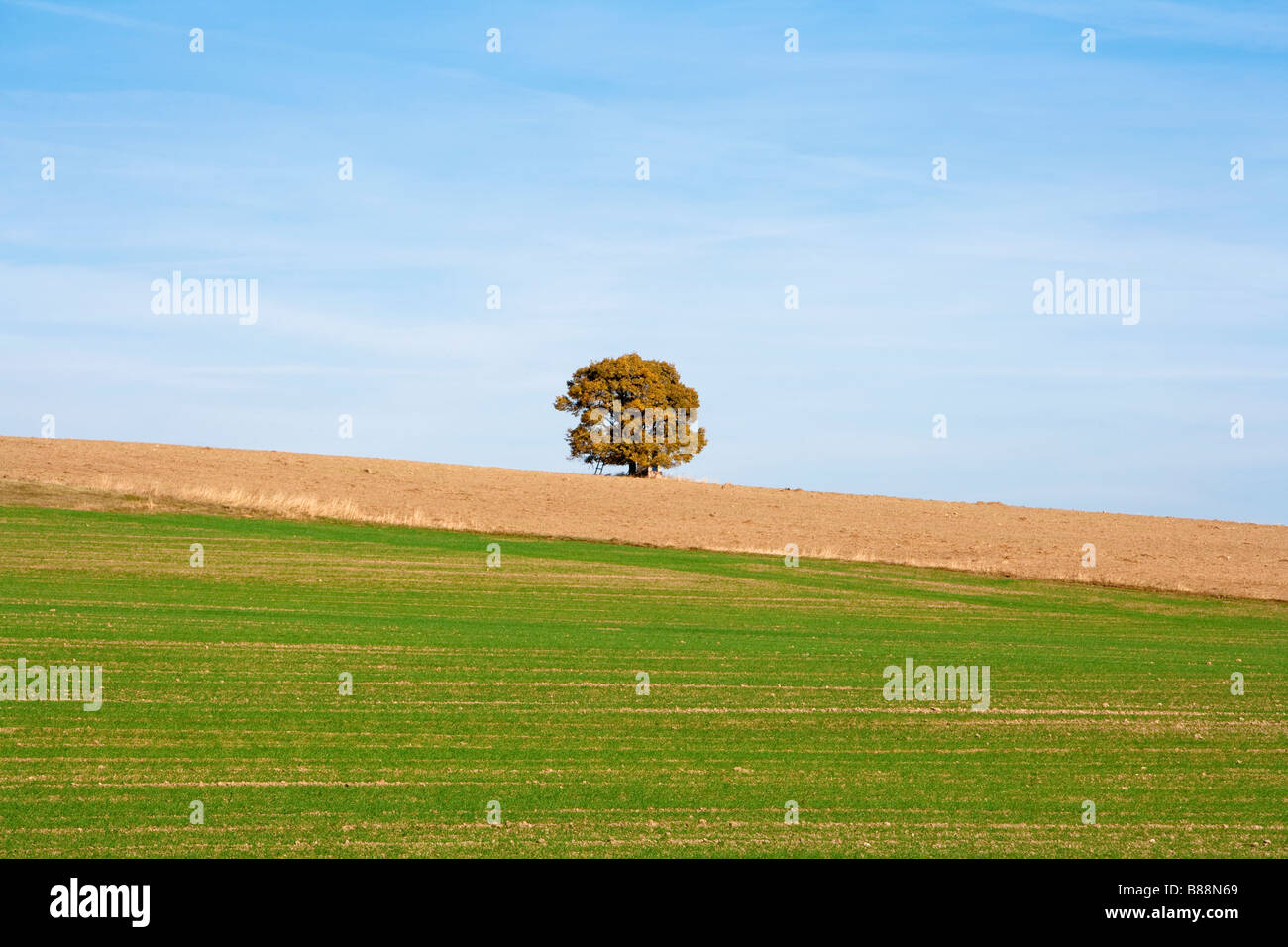 LONE TREE IN A FIELD Stock Photo - Alamy