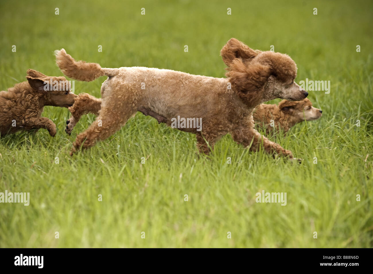 miniature poodle dog and two puppies - running on meadow Stock Photo ...