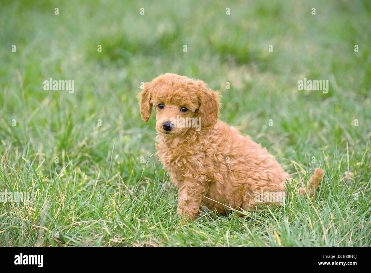 miniature poodle dog - puppy on meadow Stock Photo - Alamy