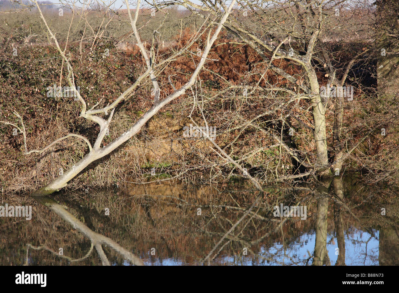 river riverside trees woodland medway valley walk river medway yalding ...