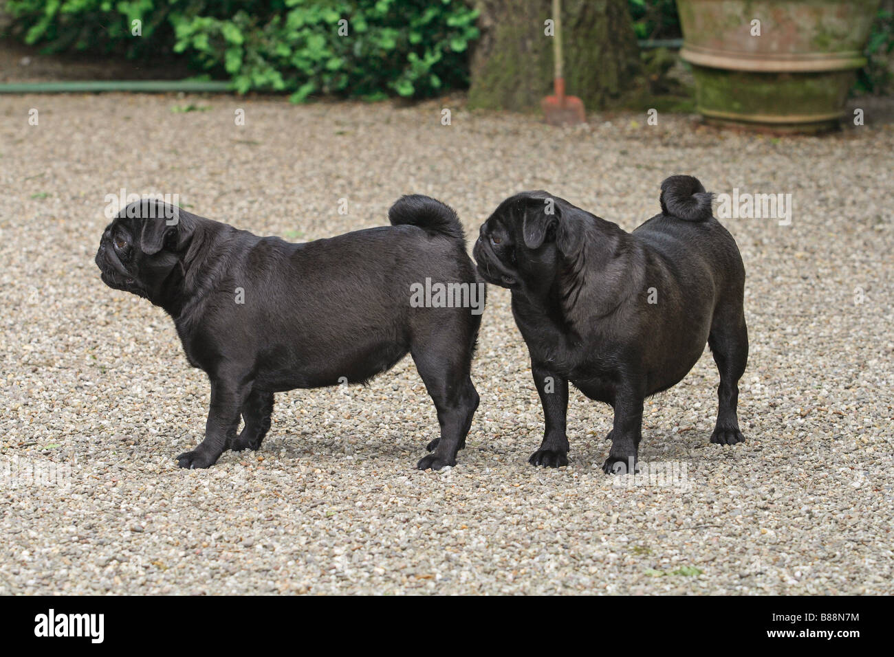 Two dogs stand hi-res stock photography and images - Alamy
