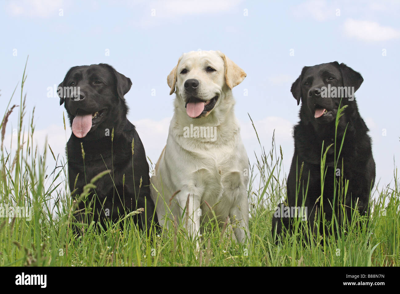 3 labrador retrievers hi-res stock photography and images - Alamy