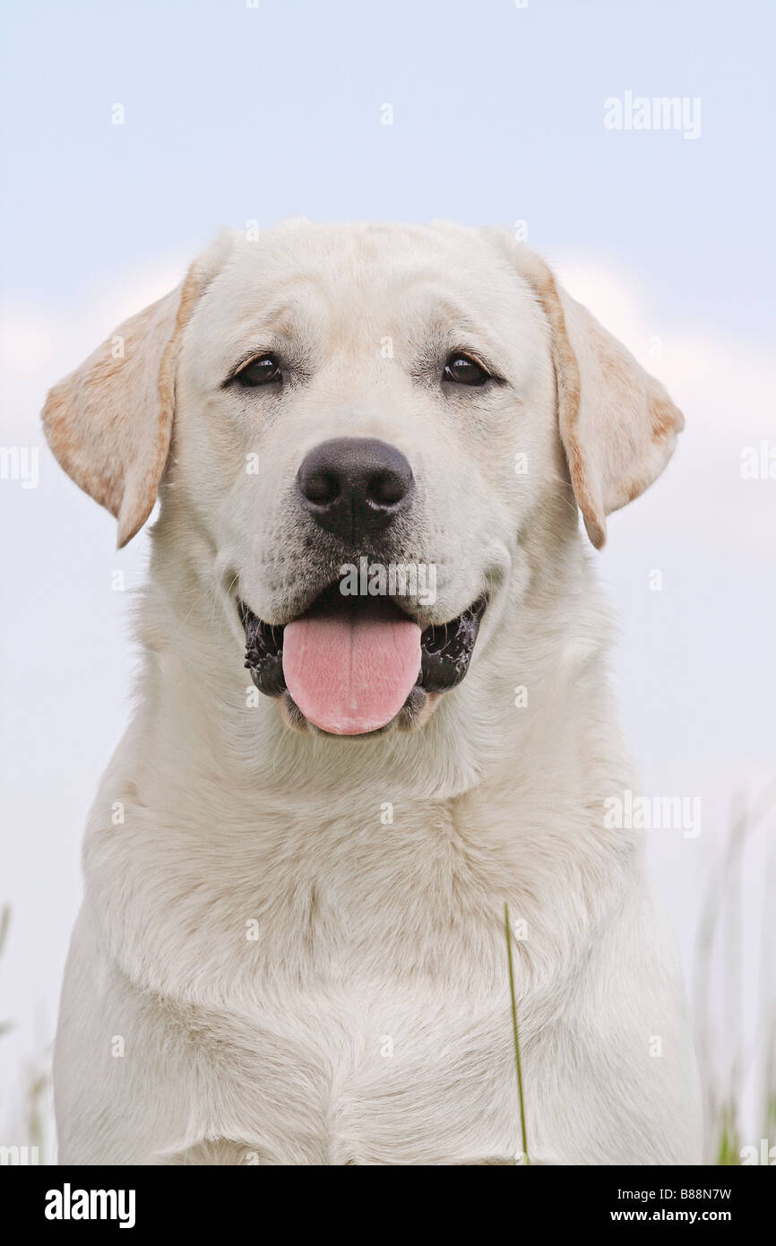Labrador Retriever. Portrait of adult dog, panting Stock Photo - Alamy