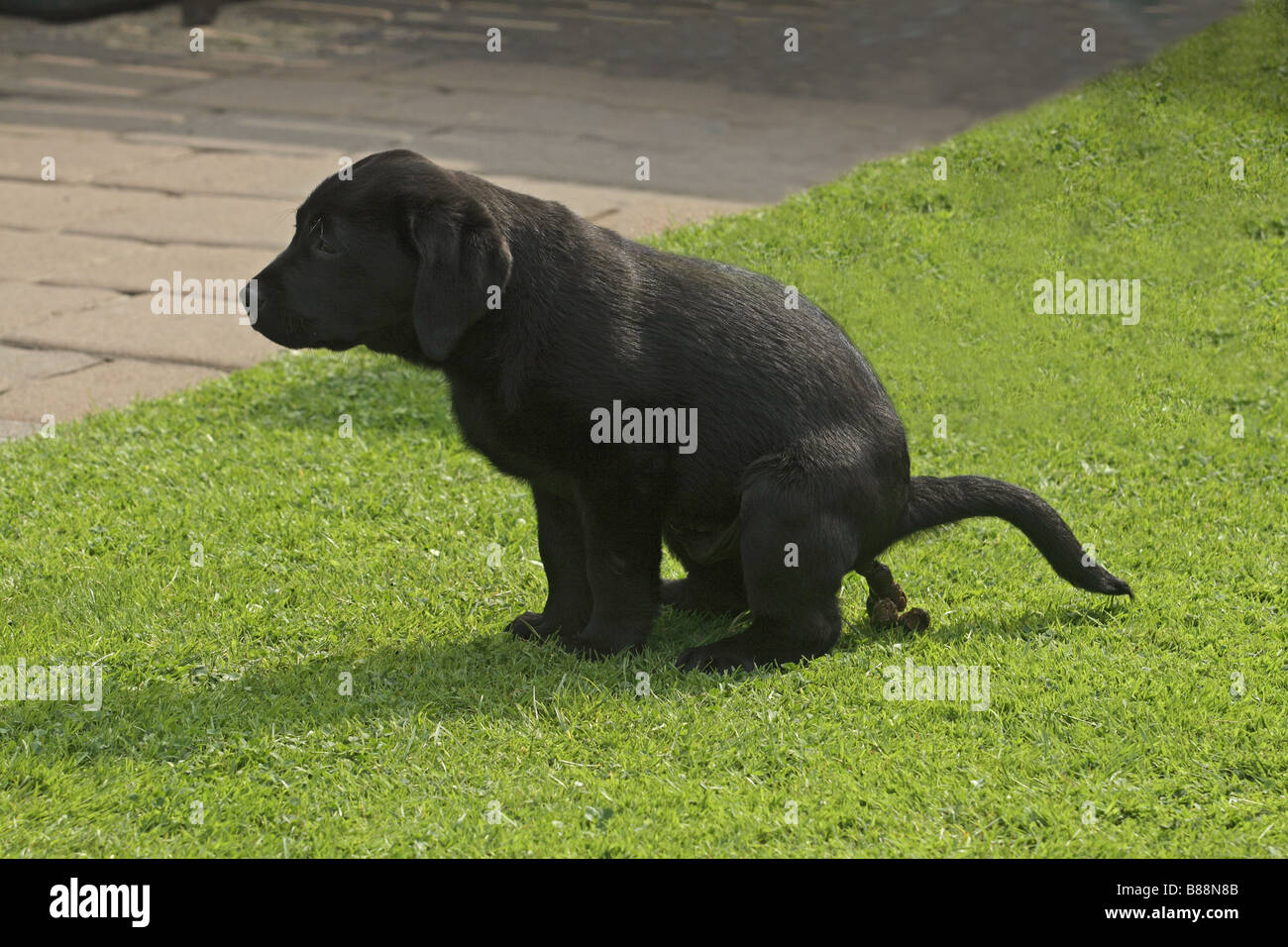 Labrodor Retriever puppy doing a dump Stock Photo - Alamy