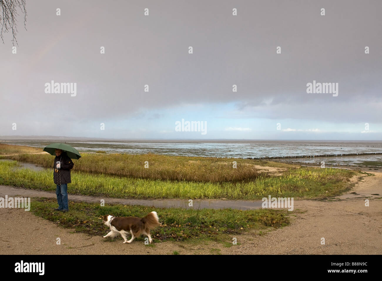 man walking with Border Collie Stock Photo - Alamy