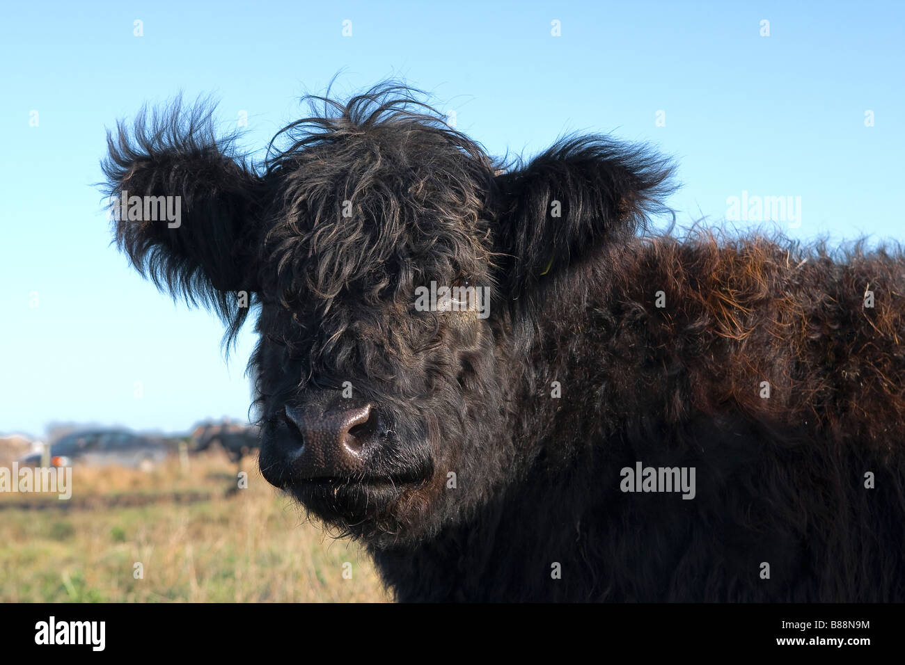 Galloway cattle - portrait Stock Photo - Alamy