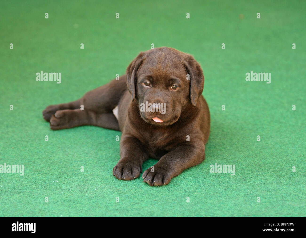 Labrador Retriever puppy Stock Photo - Alamy