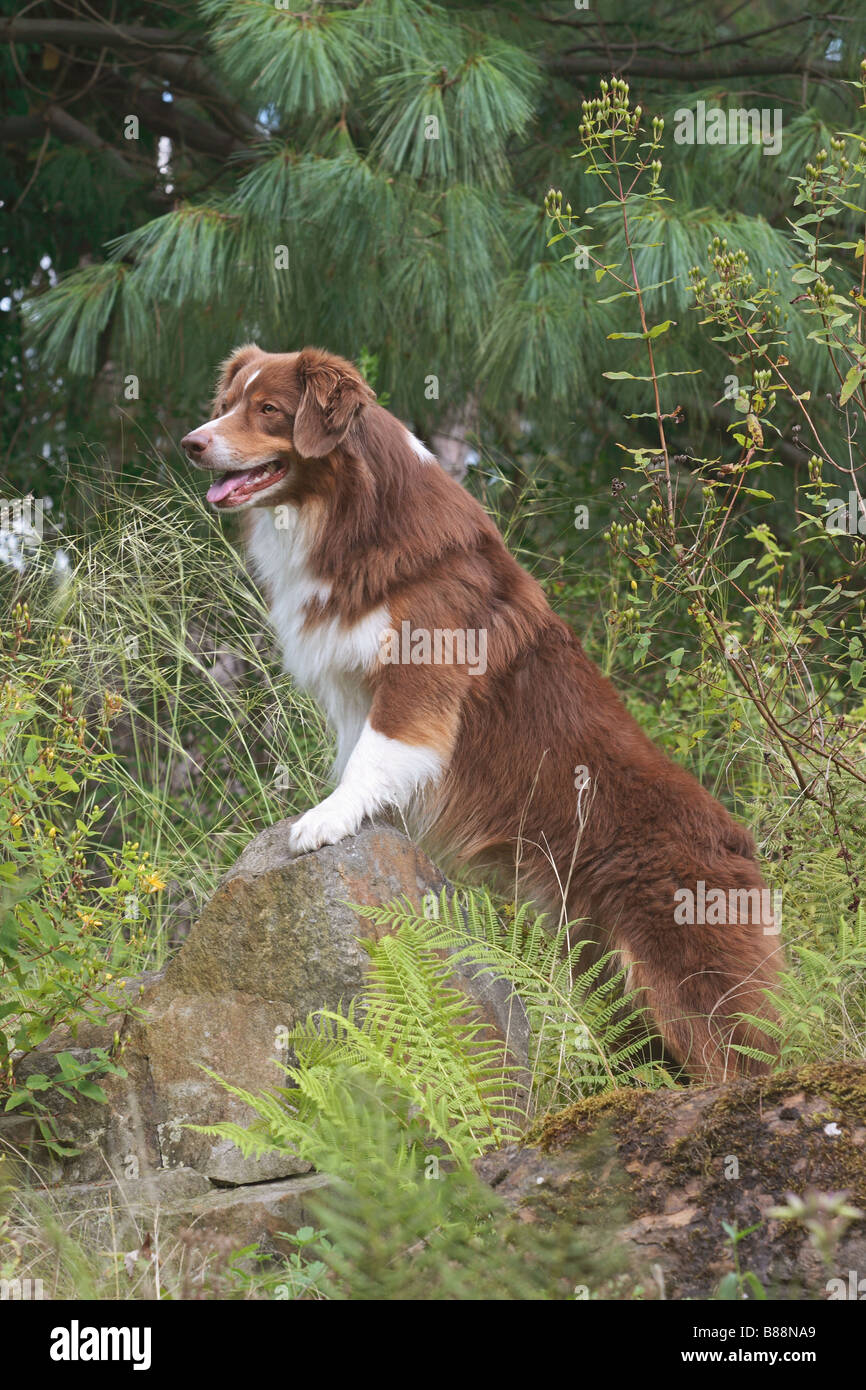 Dog stands on rocks hi-res stock photography and images - Alamy