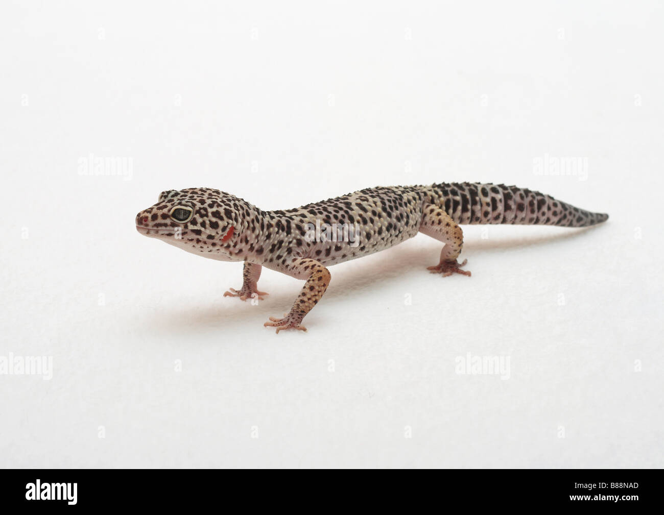 Leopard gecko cut out hi-res stock photography and images - Alamy