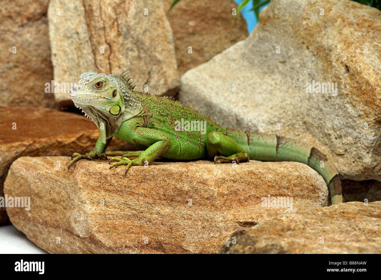 Iguana sitting on rocks hi-res stock photography and images - Alamy