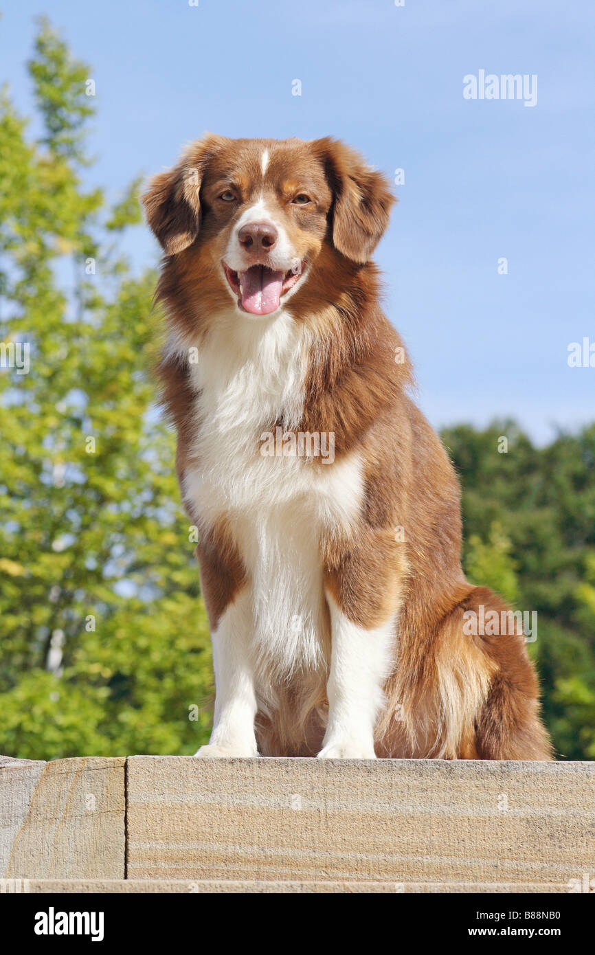 Australian Shepher dog - sitting Stock Photo - Alamy