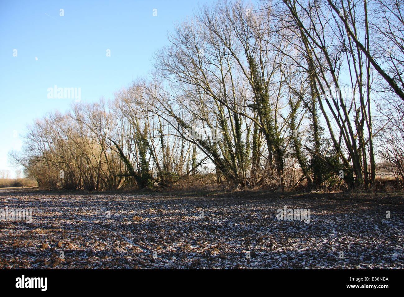 trees ice snow field farm crop winter scene cold pattern tractor tracks ...