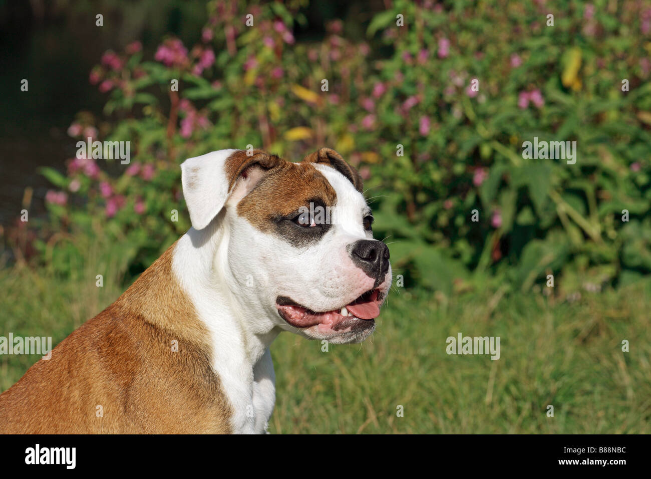 Continental bulldog hi-res stock photography and images - Alamy