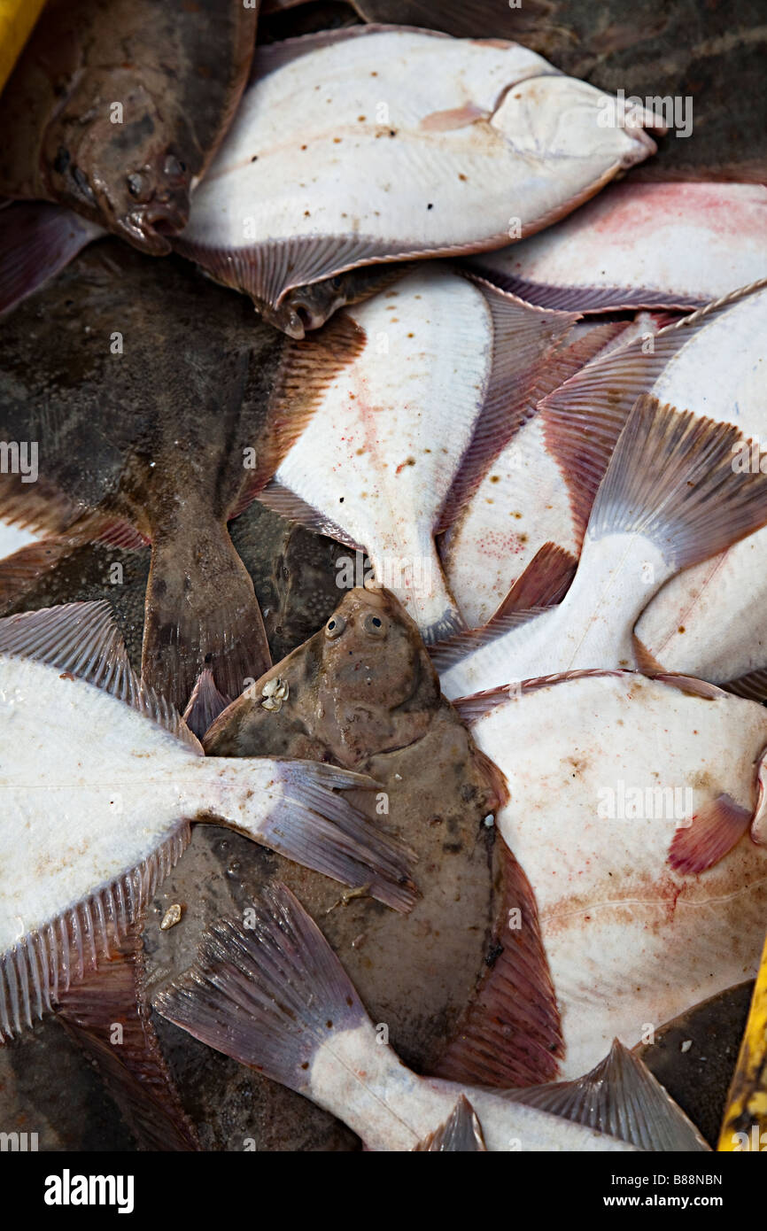 Flatfish hi-res stock photography and images - Alamy