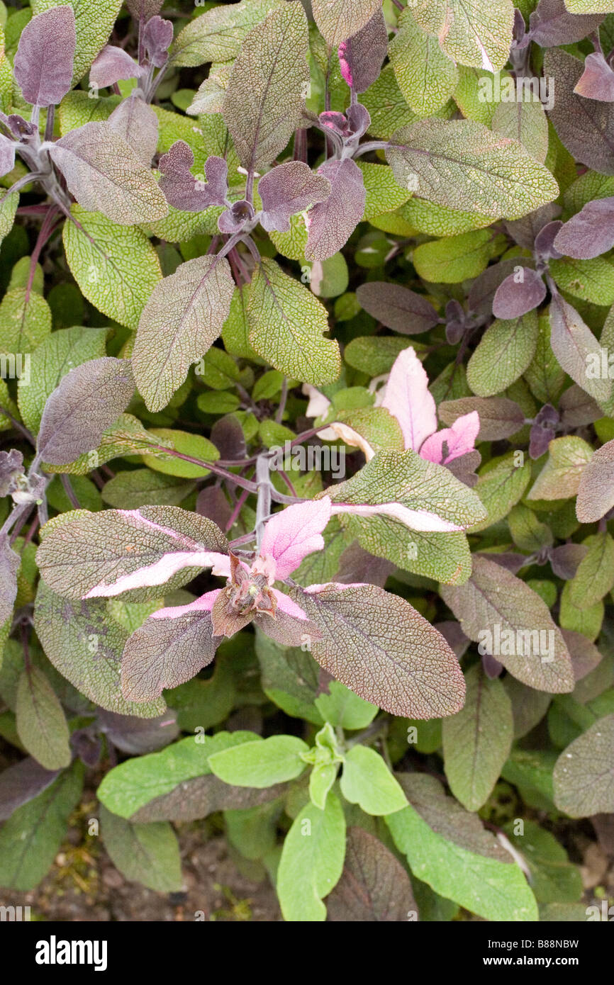 Variegated Sage Salvia officinalis Pupurescens (2 Stock Photo - Alamy